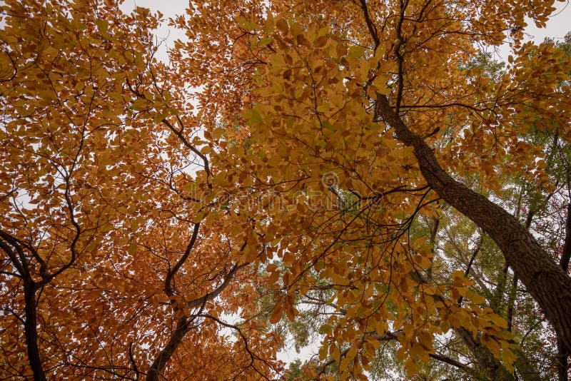 Looking Up into Canopy of Fall Trees Stock Image - Image of national ...