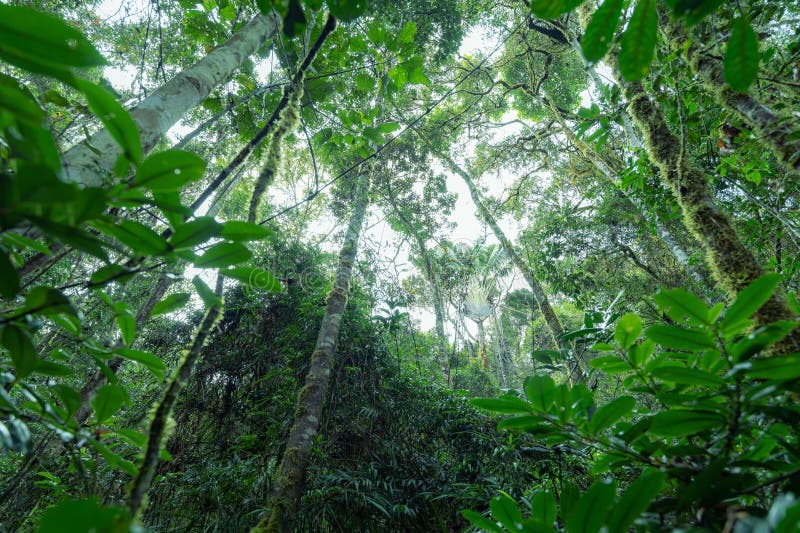 Looking Up at the Canopy of a Lush, Green Rainforest. Stock Photo ...