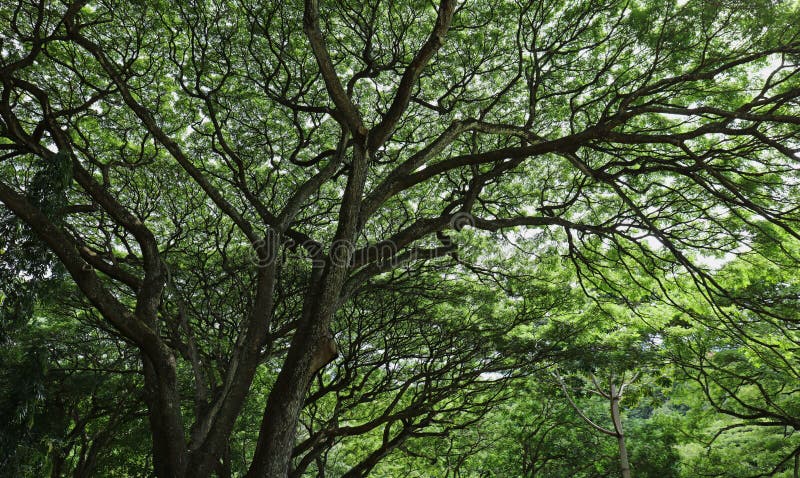 Looking Up into the Canopy of a Monkey Pod Tree in an Arboretum in ...