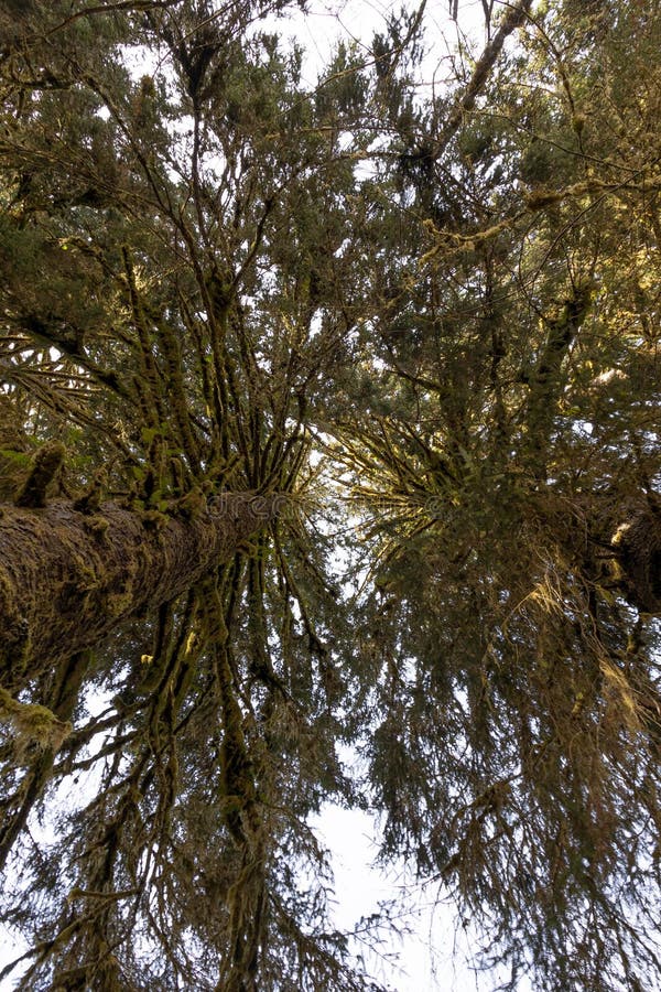 Looking Up into the Complex Structure of Two Pine Trees with Their ...