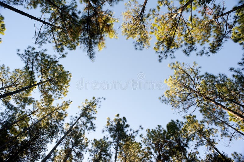 Looking Up into the Converging Canopy of Trees Stock Image - Image of ...