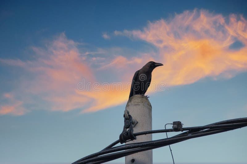 574 Crow Electric Stock Photos - Free & Royalty-Free Stock Photos from ...