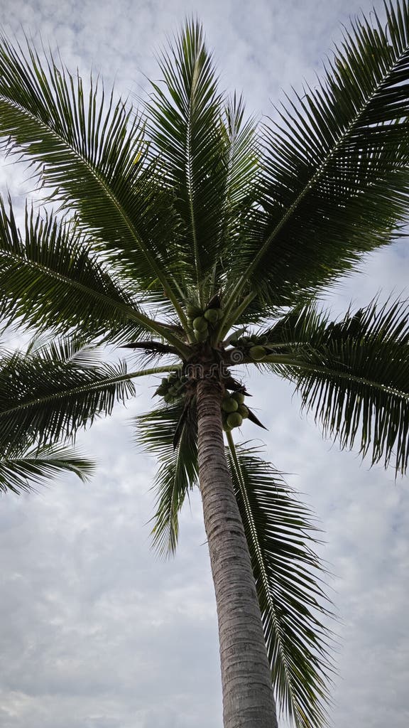 Looking Up the Daytime Blue Sky with Coconut Drooping Tree Top in the ...