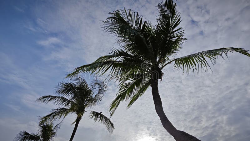Looking Up Daytime Blue Sky Coconut Drooping Tree Top Foreground Stock ...