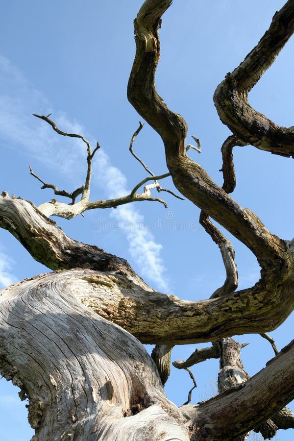 Looking Up into a Dead Oak Tree Trunk and Blue Sky Beyond. Stock Photo ...