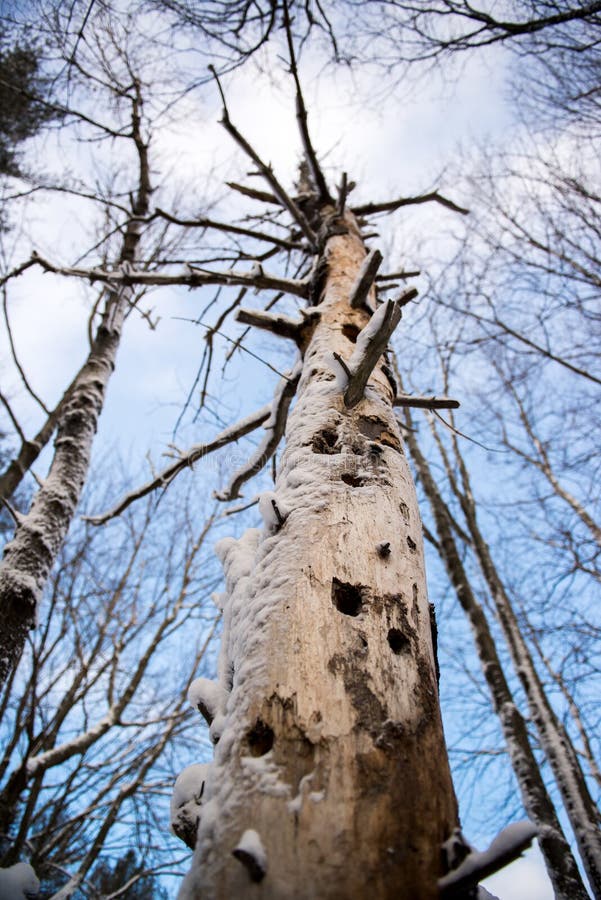 Snow Covered Dead Tree In The Woods Stock Image - Image of fallen ...