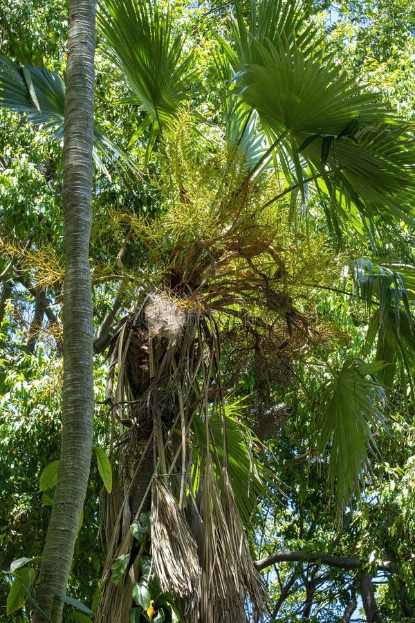 Looking Up at a Dense Spiders Web among the Seeds of a Palm Tree Stock ...