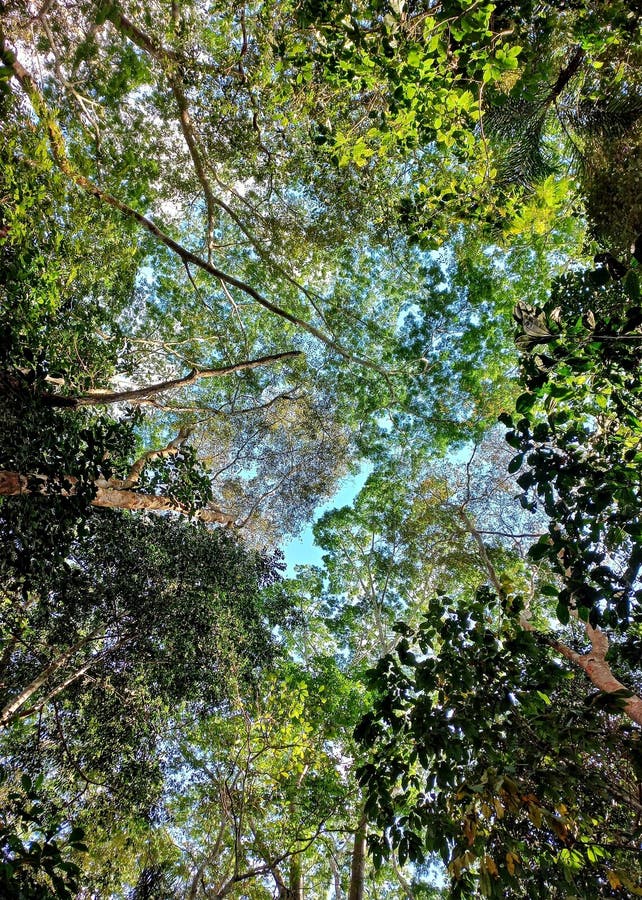 Looking Up into a Densely Forested Region. Stock Image - Image of ...