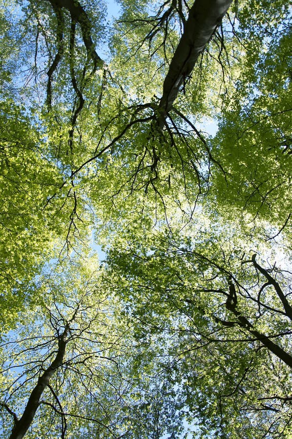 Looking up from down below stock image. Image of environment - 41154711