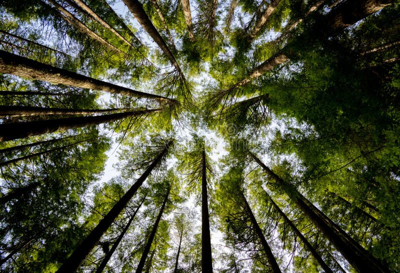 Looking Up in Evergreen Forest Near Seattle Stock Photo - Image of ...