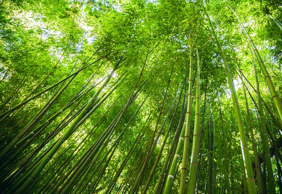 Looking Up at Exotic Lush Green Bamboo Tree Canopy Stock Image - Image ...