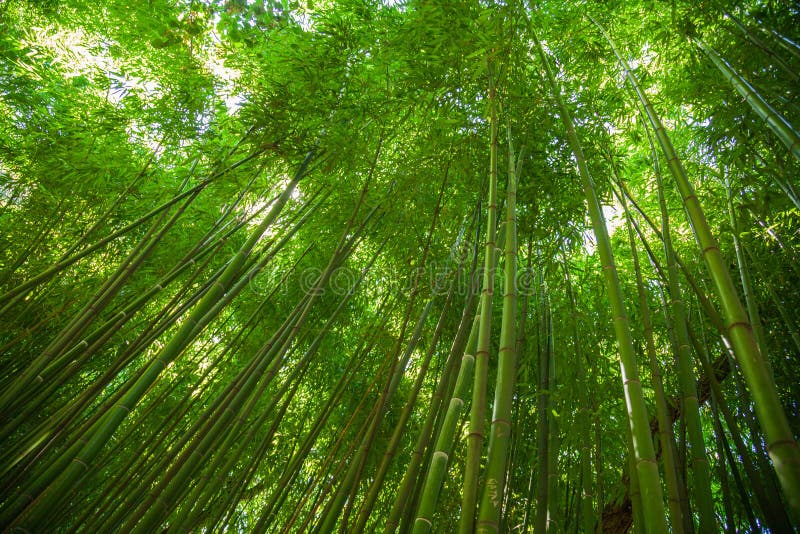 Looking Up at Exotic Lush Green Bamboo Tree Canopy Stock Photo - Image ...