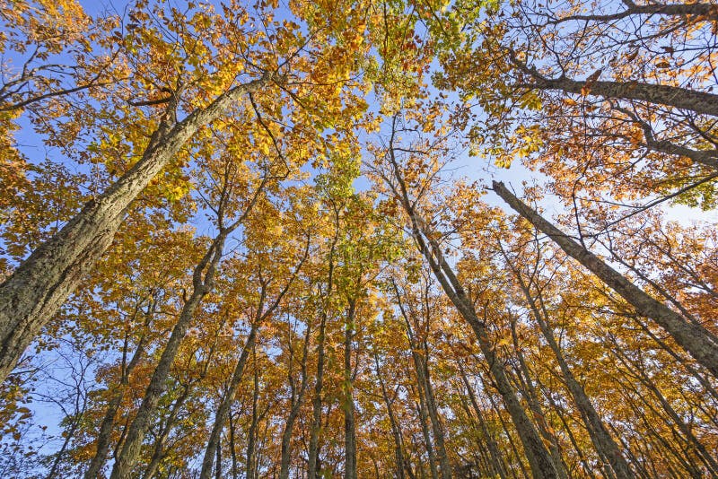 Looking Up into the Fall Canopy Stock Photo - Image of remote, fall ...