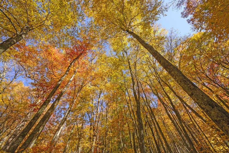 Looking Up into the Fall Colors Stock Photo - Image of nature, outdoor ...