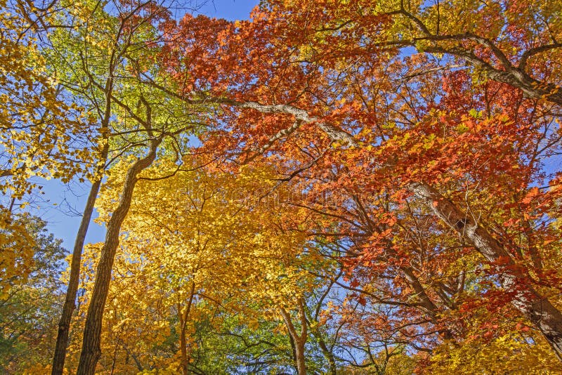 Looking Up into Fall Colors Stock Image - Image of autumn, wild: 75549011