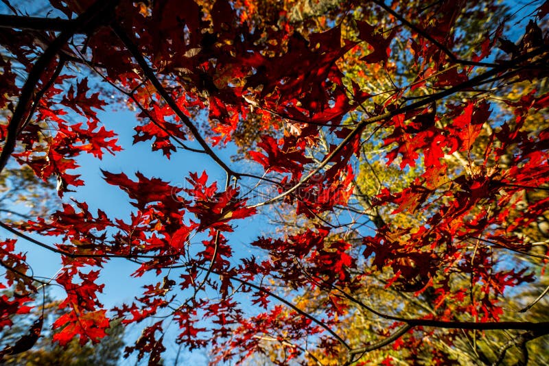 Looking Up through Fall Trees Stock Image - Image of tree, yellow: 86409047