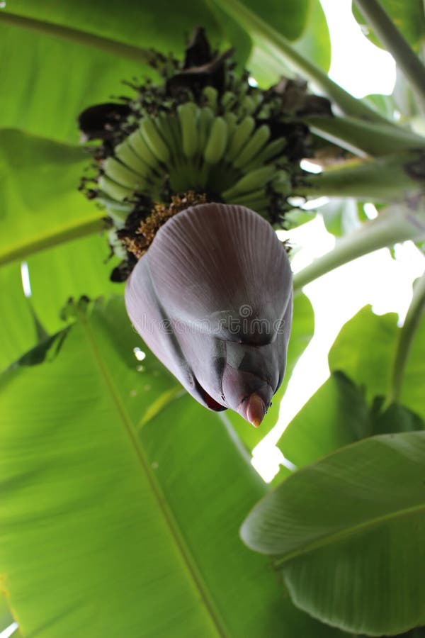 Banana Pod stock image. Image of banana, india, leaves - 49727429