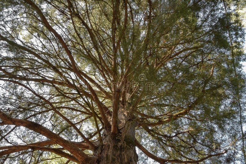 Background Capture of a Cedar Tree Canopy. Stock Photo - Image of close ...