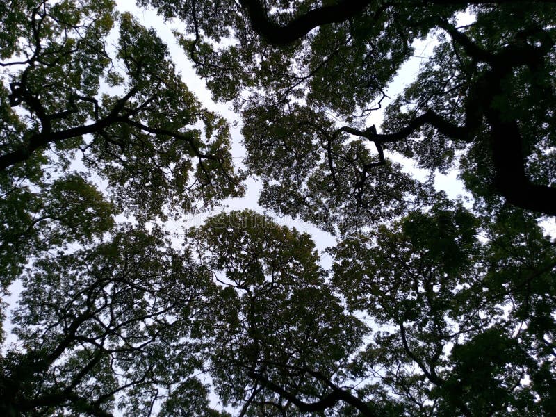 Looking Up at a Forest Canopy, Distinct Gaps Reveal the & X22;crown ...