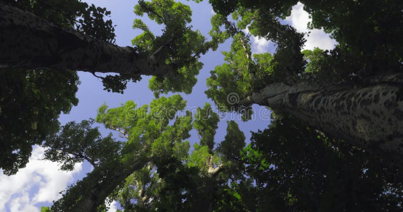 Looking Up into Forest Canopy with Trees and Bird Stock Footage - Video ...