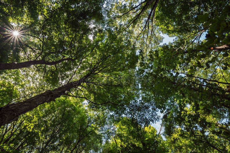 Looking Up at a Forest Canopy Stock Photo - Image of leaves, deciduous ...