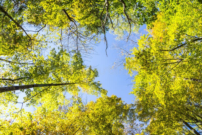 Looking Up through Forest Canopy Stock Image - Image of environment ...