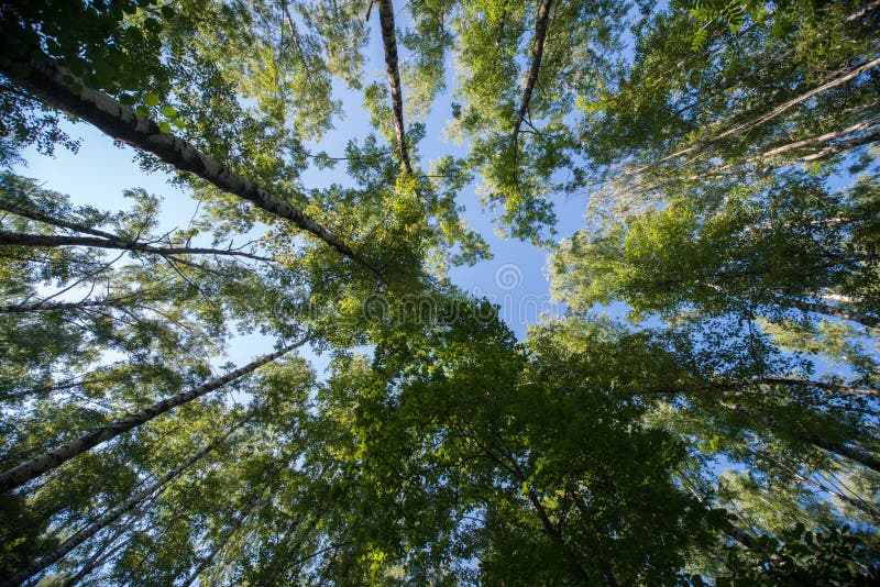 Looking Up in Forest - Green Tree Branches Nature Abstract Stock Photo ...
