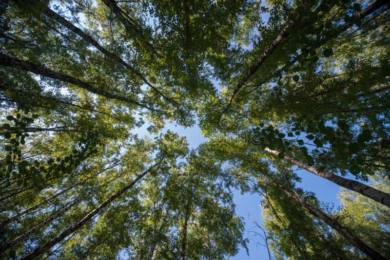 Looking Up in Forest - Green Tree Branches Nature Abstract Stock Image ...