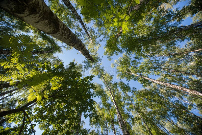 Looking Up in Forest - Green Tree Branches Nature Abstract Stock Image ...