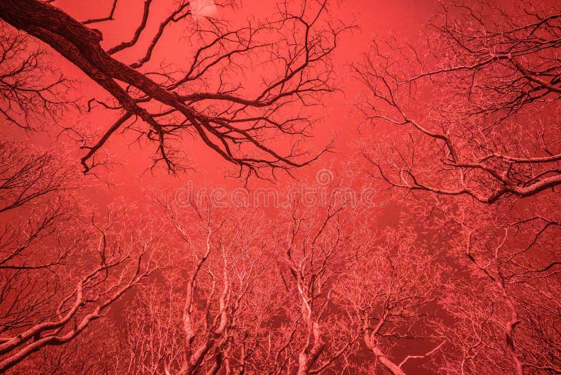 Gunnebo Nature Reserve in Infrared in Spring Stock Photo - Image of ...