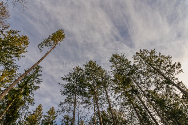 Looking Up Forest Perspective at Some Tree Tops with Copy Space at the ...