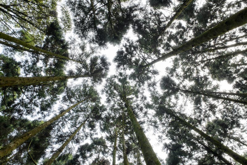 Looking Up Forest Perspective Stock Photo - Image of beautiful, dream ...