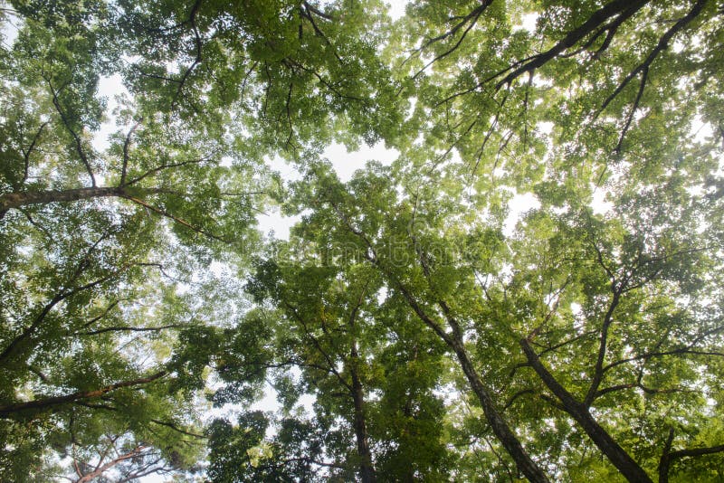 Looking Up Forest Perspective Stock Photo - Image of bark, bright: 59658770