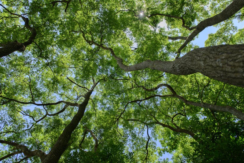 Big Trees, Sunset, Morning, Mountain Stock Photo - Image of morning ...