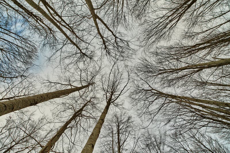 Looking up in the forest stock photo. Image of bare, wintertime - 48473520