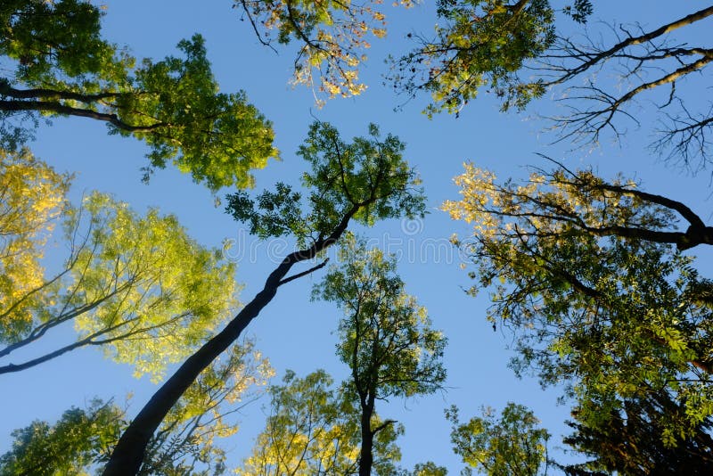 Looking Up in Forest To Canopy. Bottom View Wide Angle Background Stock ...
