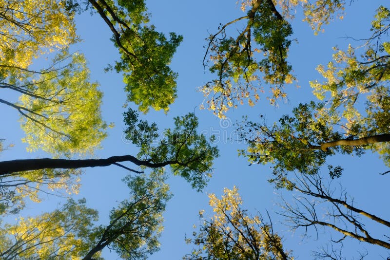 Looking Up in Forest To Canopy. Bottom View Wide Angle Background Stock ...
