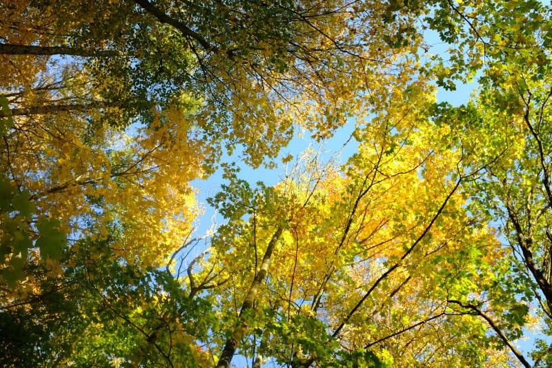 Looking Up in Forest To Canopy. Bottom View Wide Angle Background Stock ...