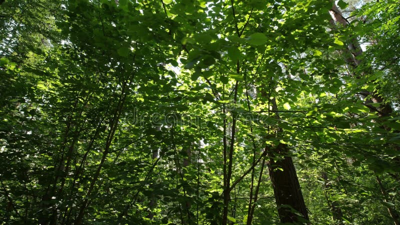 Looking Up in the Forest, through the Tops of Trees, the Sun Shines ...