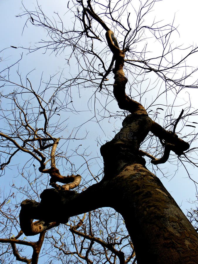 View of Forest Trees from Ground Sunlight for Background. Trees and ...
