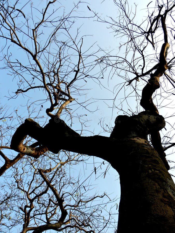 View of Forest Trees from Ground Sunlight for Background. Trees and ...