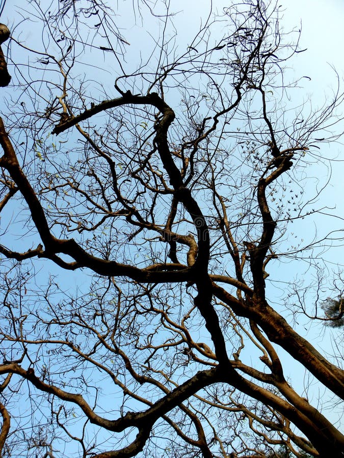 View of Forest Trees from Ground Sunlight for Background. Trees and ...