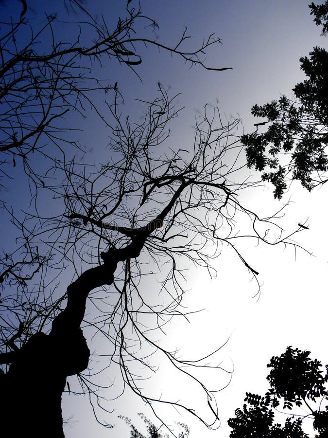 View of Forest Trees from Ground Sunlight for Background. Trees and ...