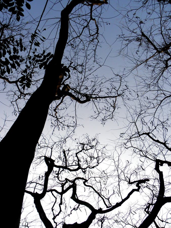 View of Forest Trees from Ground Sunlight for Background. Trees and ...
