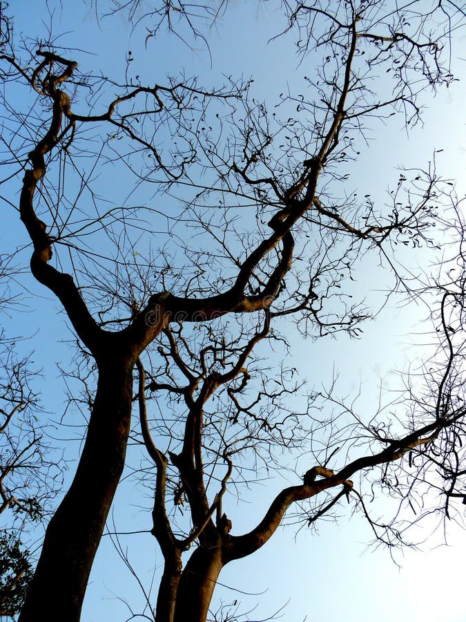 View of Forest Trees from Ground Sunlight for Background. Trees and ...