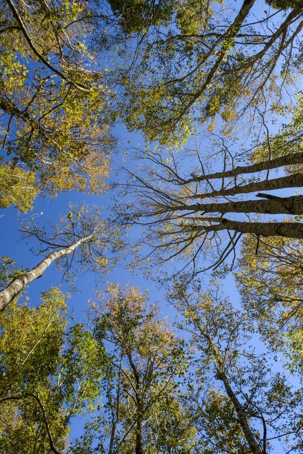 Looking Up Forest Perspective Stock Image - Image of ambient, needles ...