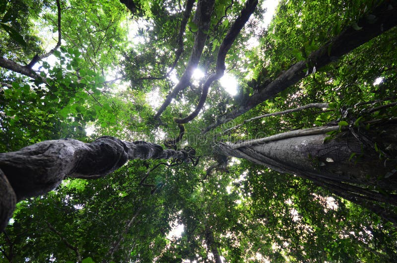 Looking Up through Fresh Green Tree Canopy Stock Image - Image of ...