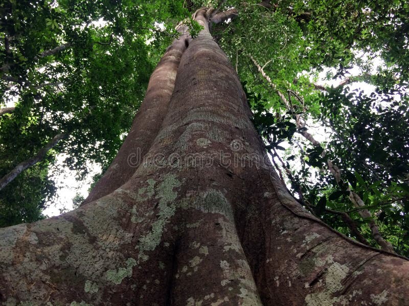 Looking Up at Giant Trees in Forest Nature Stock Image - Image of tree ...