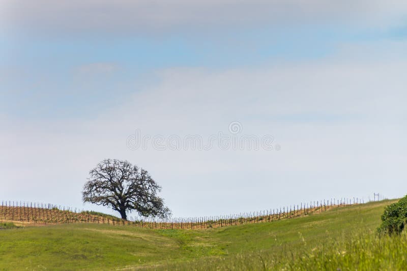 Looking Up a Green Hillside with a Large Oak Tree on the Left. Stock ...