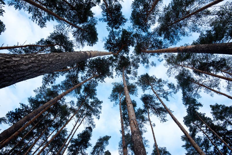 Looking Up in a Green Pine Tree Forest at Evening during Spring Stock ...